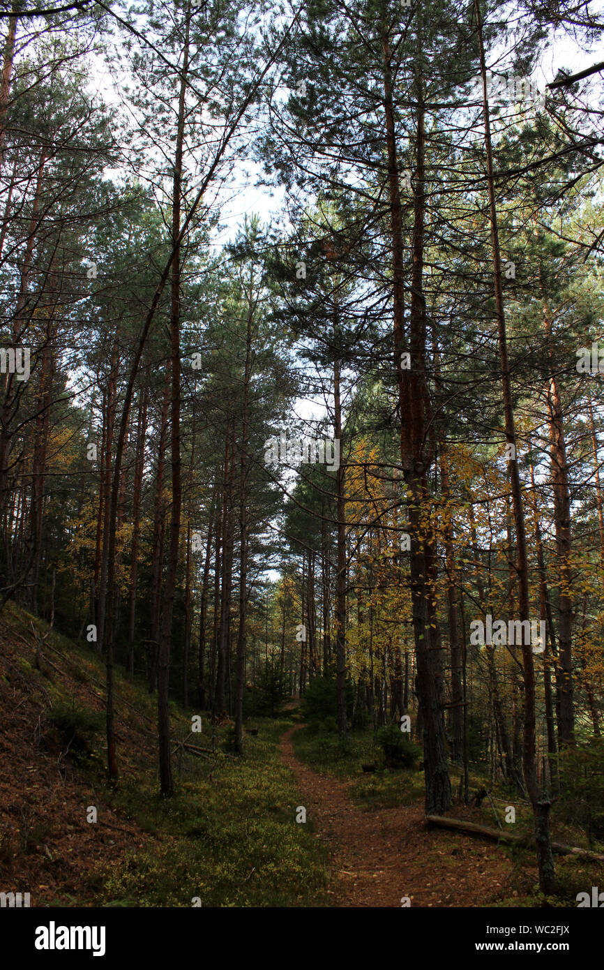 Walking forest path bright sunlight hi-res stock photography and images ...