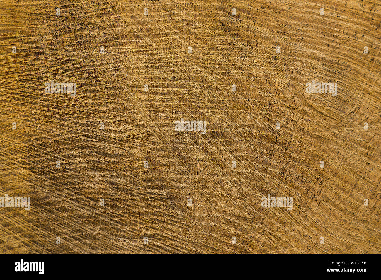 Wood grain trunk hi-res stock photography and images - Alamy
