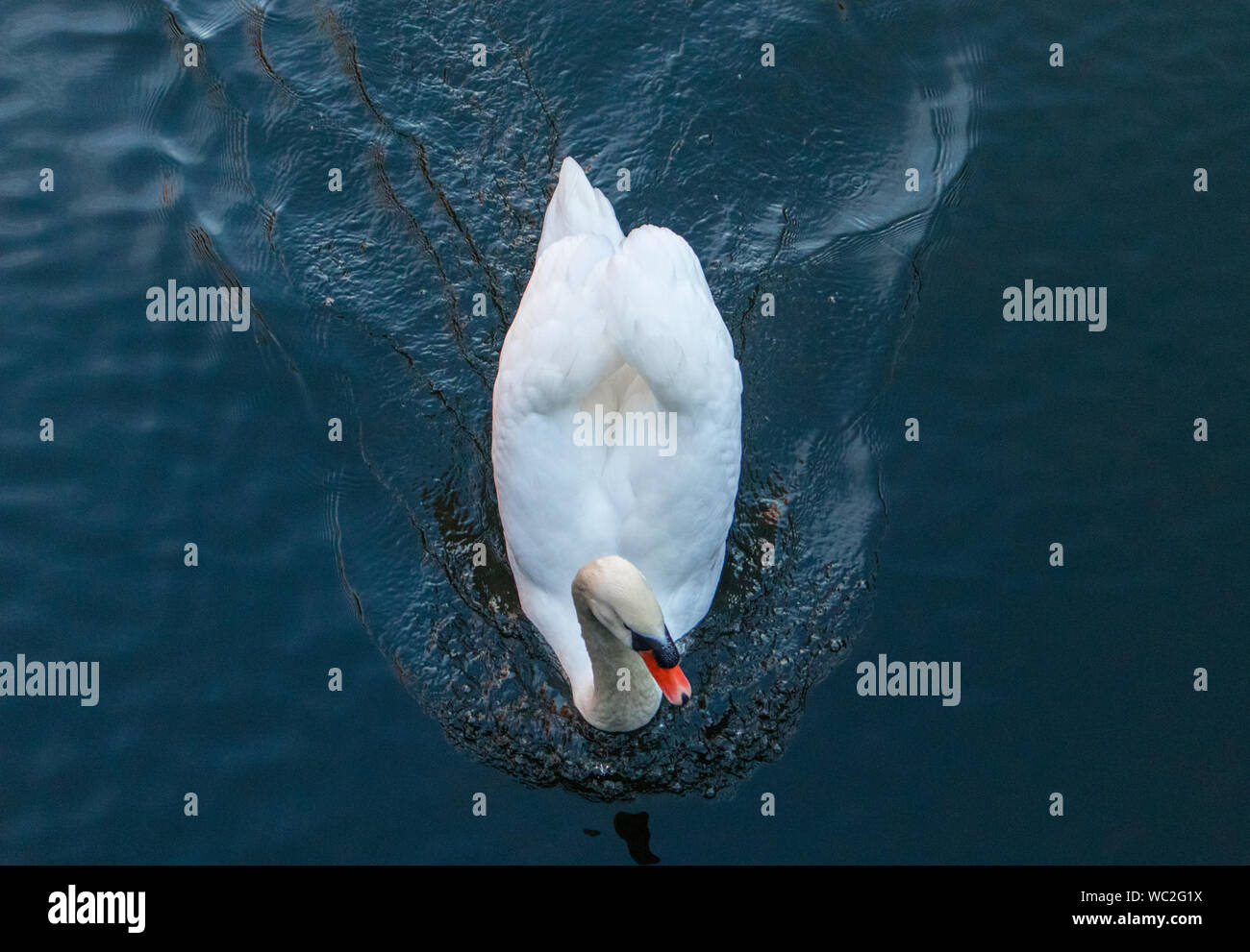 Swan feather vector hi-res stock photography and images - Alamy