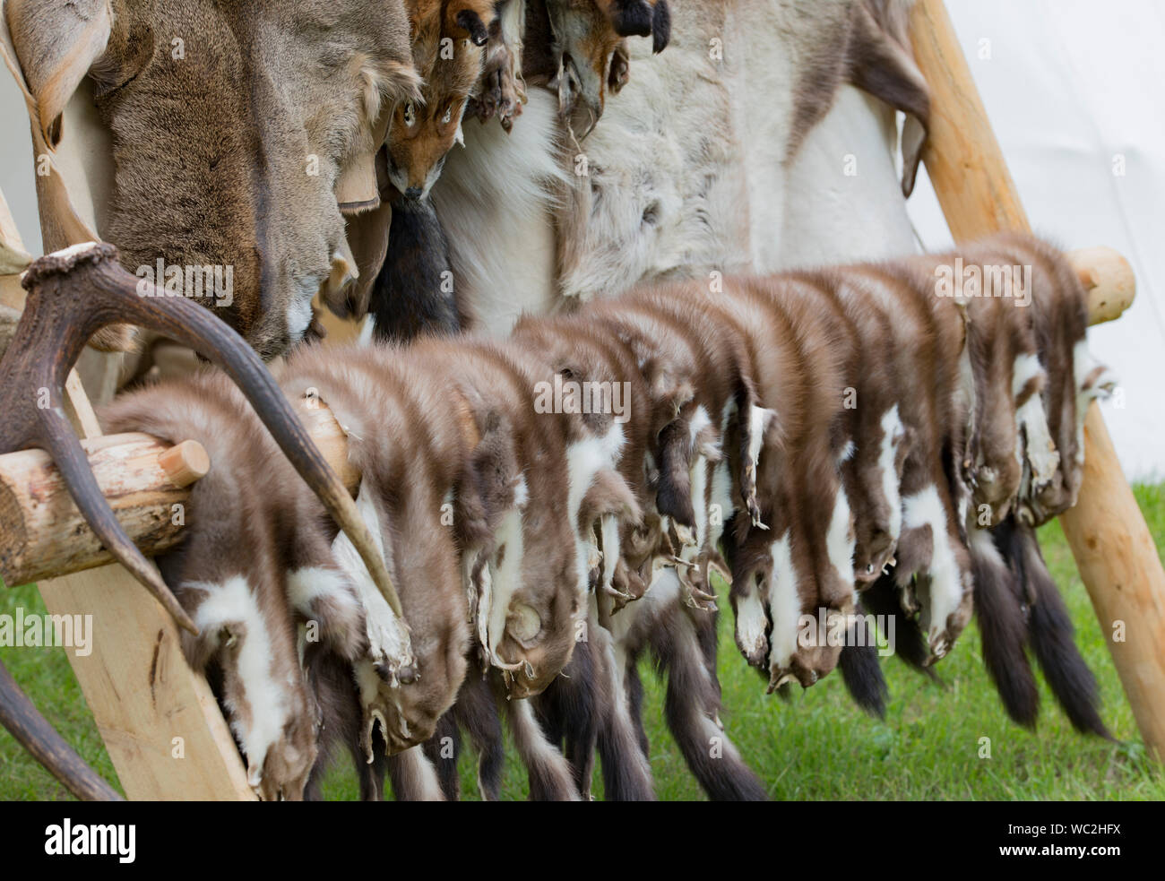 Hanging animal skins hi-res stock photography and images - Alamy