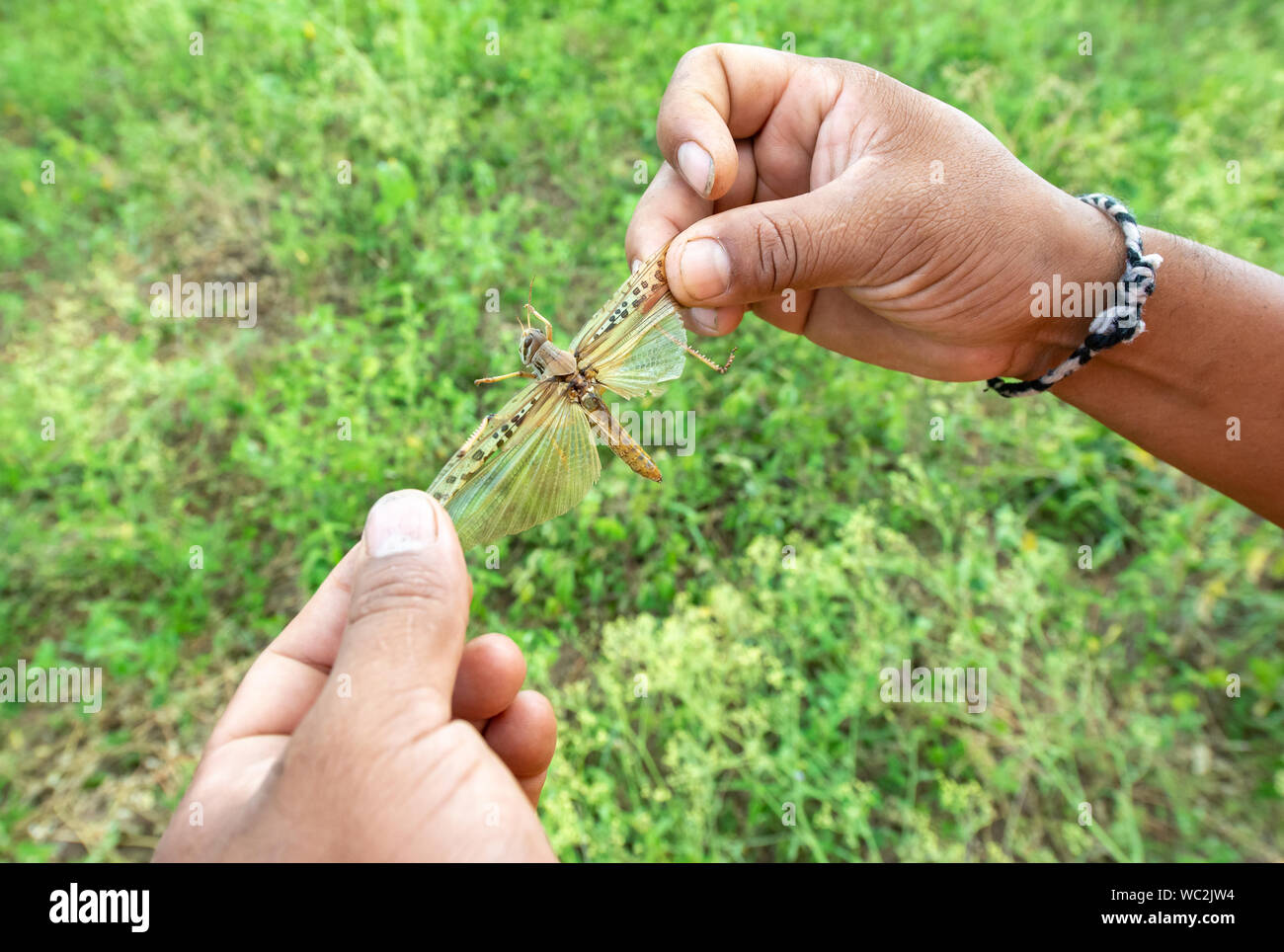 Person Grabbing a Grasshopper by the Wings Stock Photo - Alamy