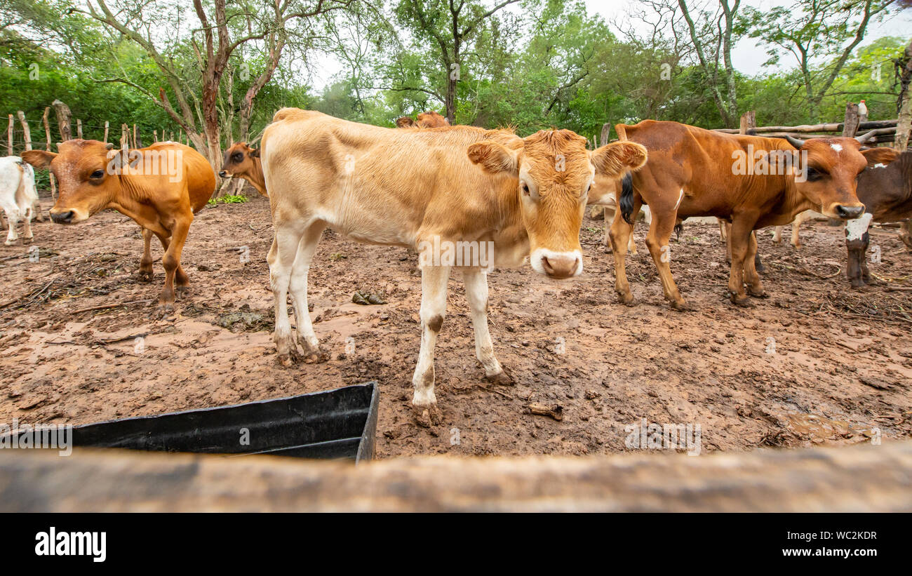 Herd of cows walking through the countryside in Amazonia - Bolivia ...