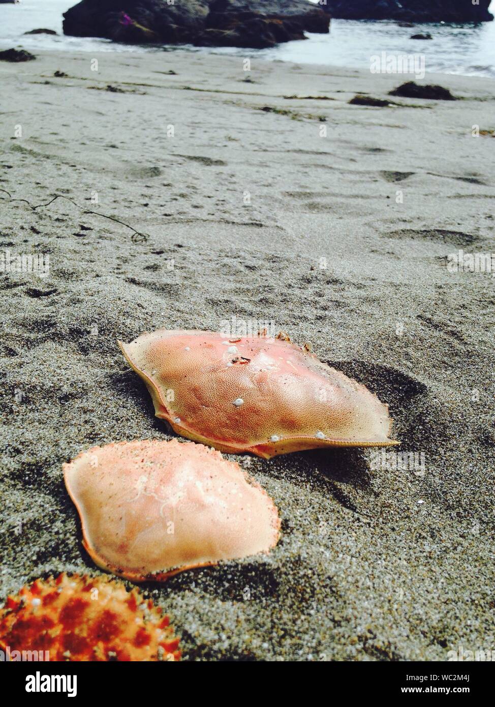 Crab Shells High Resolution Stock Photography and Images - Alamy