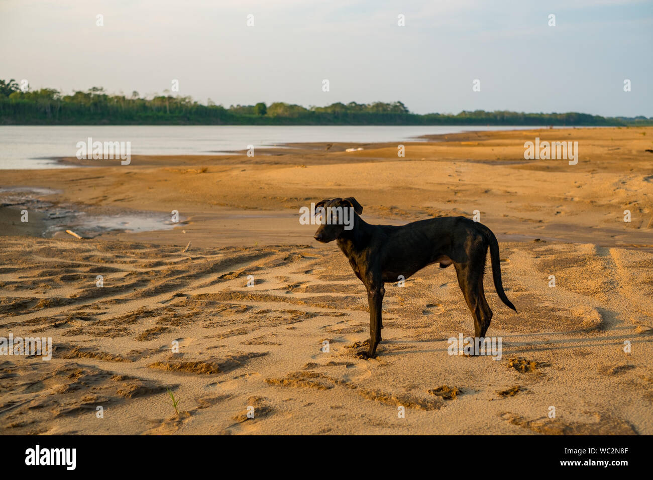 Thin dog hi-res stock photography and images - Alamy