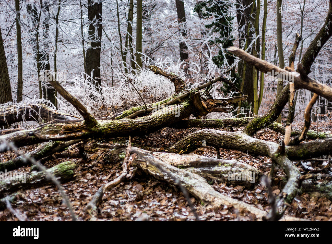 Dead tree forest hi-res stock photography and images - Alamy