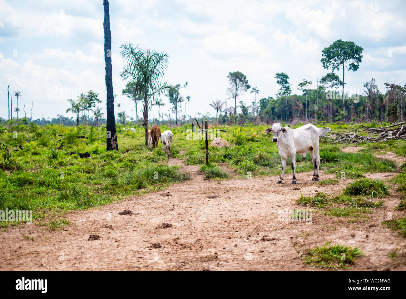 Herd of cows walking through the countryside in Riberalta - Bolivia ...