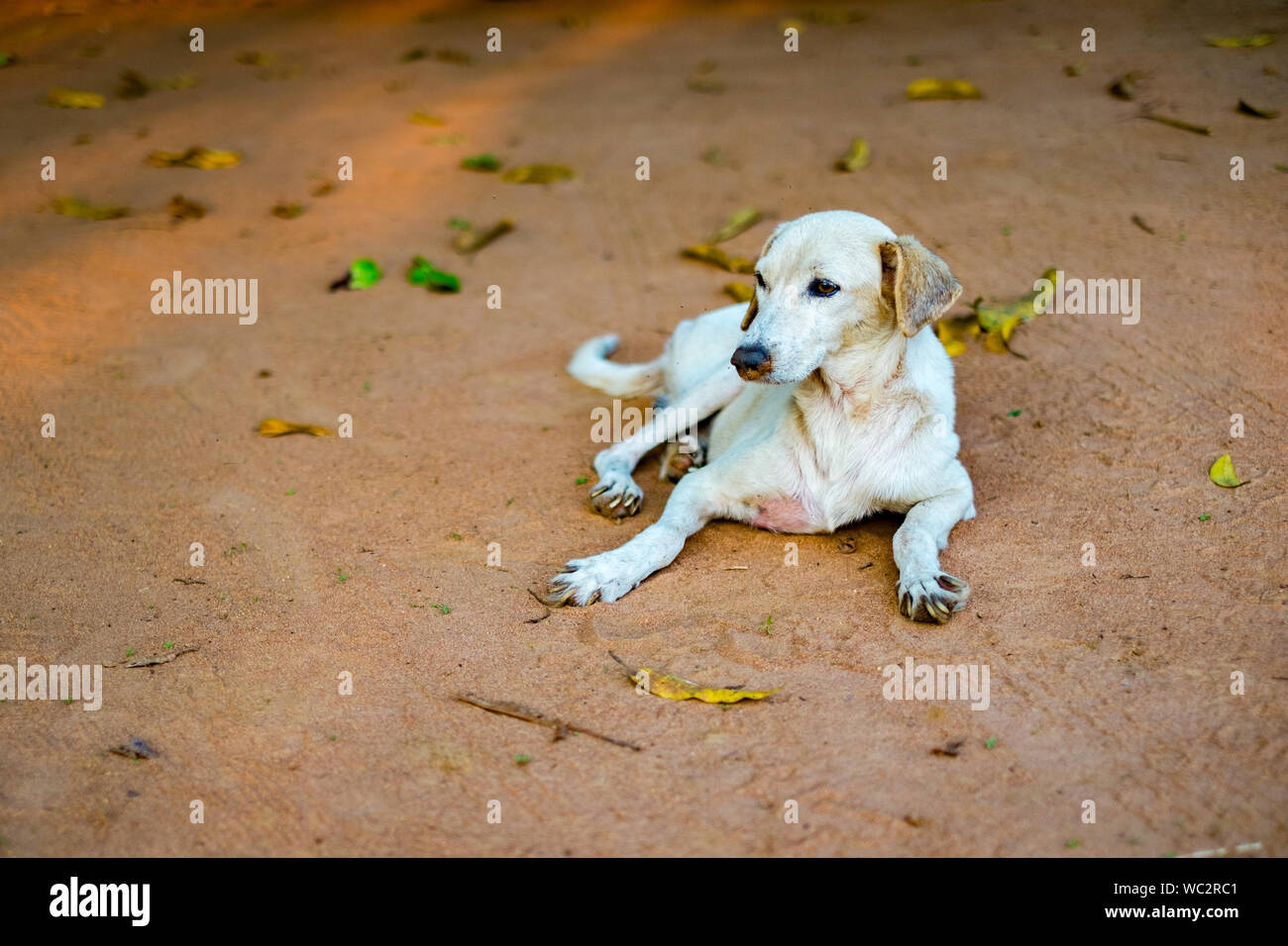 Riberalta, Bolivia. Dog Resting on the Ground Stock Photo - Alamy