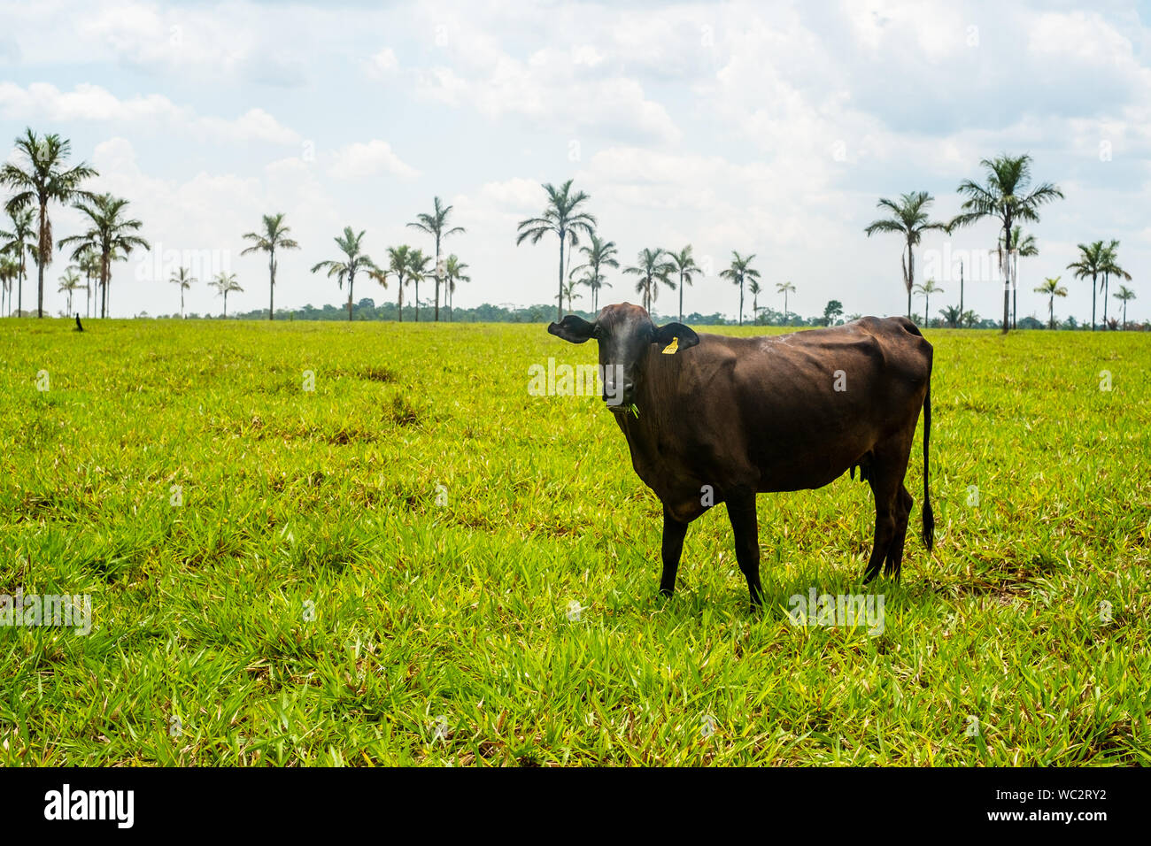 Bolivia, Riberalta. Cow on grass with palm trees in background Stock ...