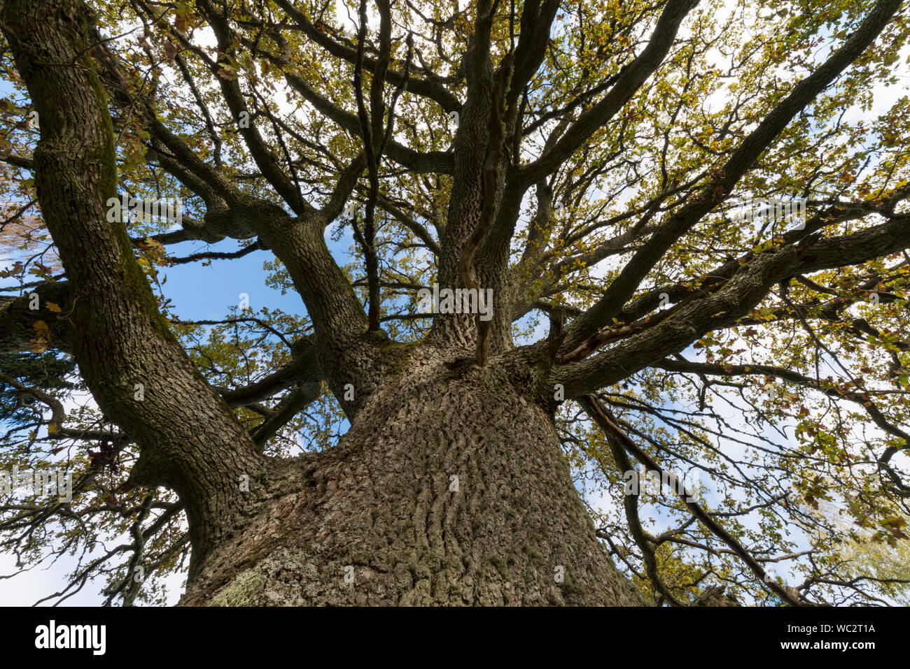 Above trunk hi-res stock photography and images - Alamy