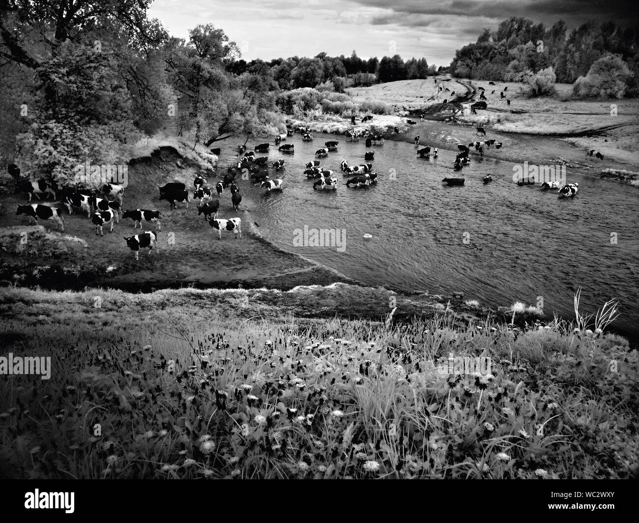 Cattle crossing river hi-res stock photography and images - Alamy