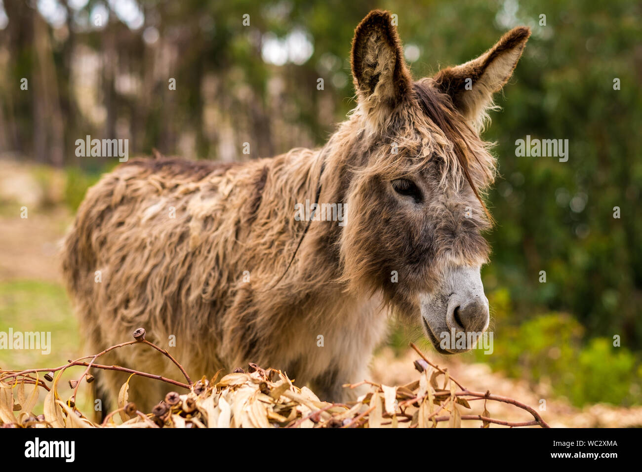 Dead donkey hi-res stock photography and images - Alamy