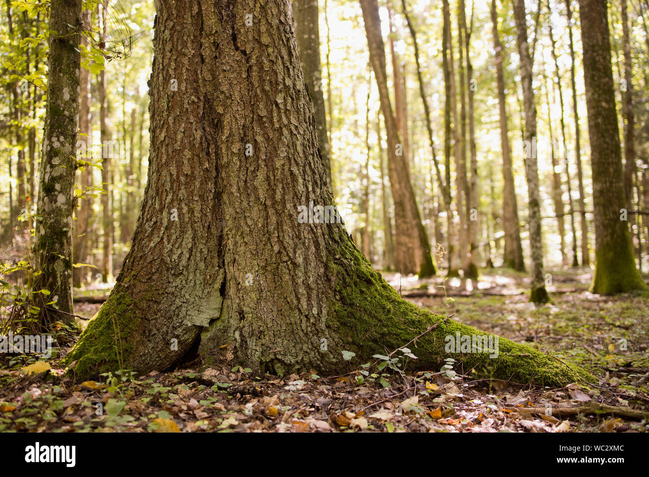 trunk of big tree background, natural forest Stock Photo - Alamy
