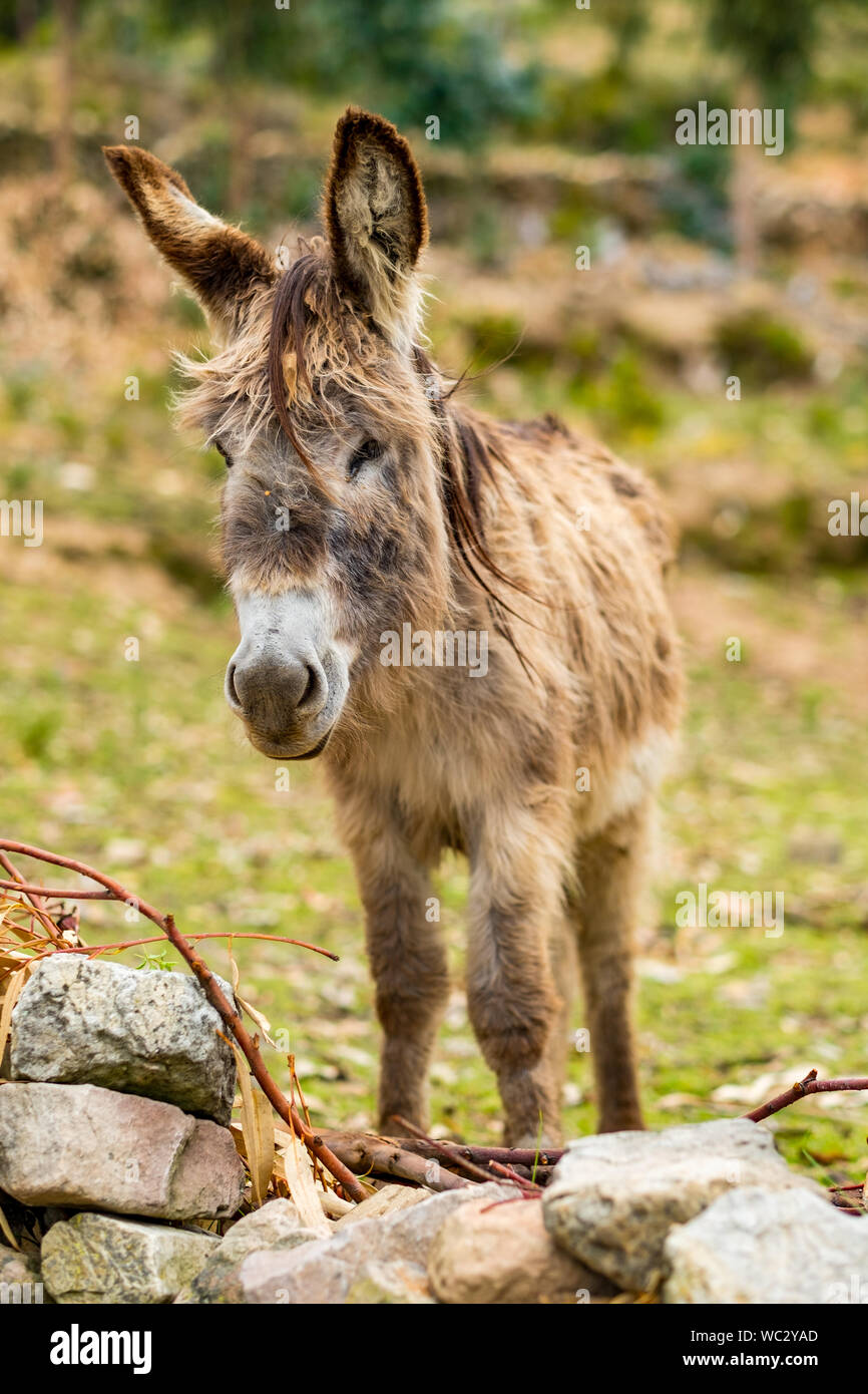 Male donkey hi-res stock photography and images - Alamy