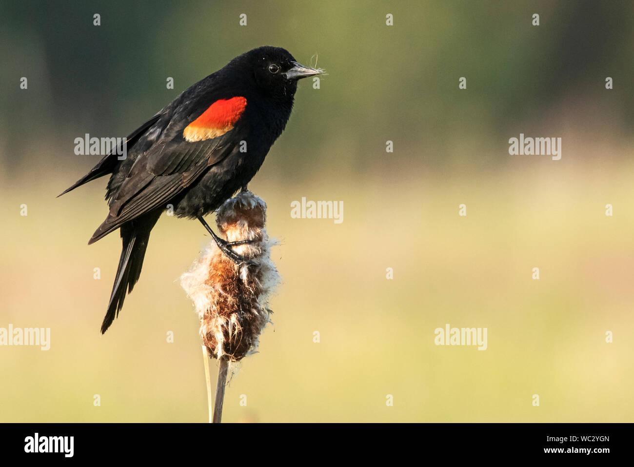 North America; United States; Montana; Wildlife; Birds; Red-winged ...