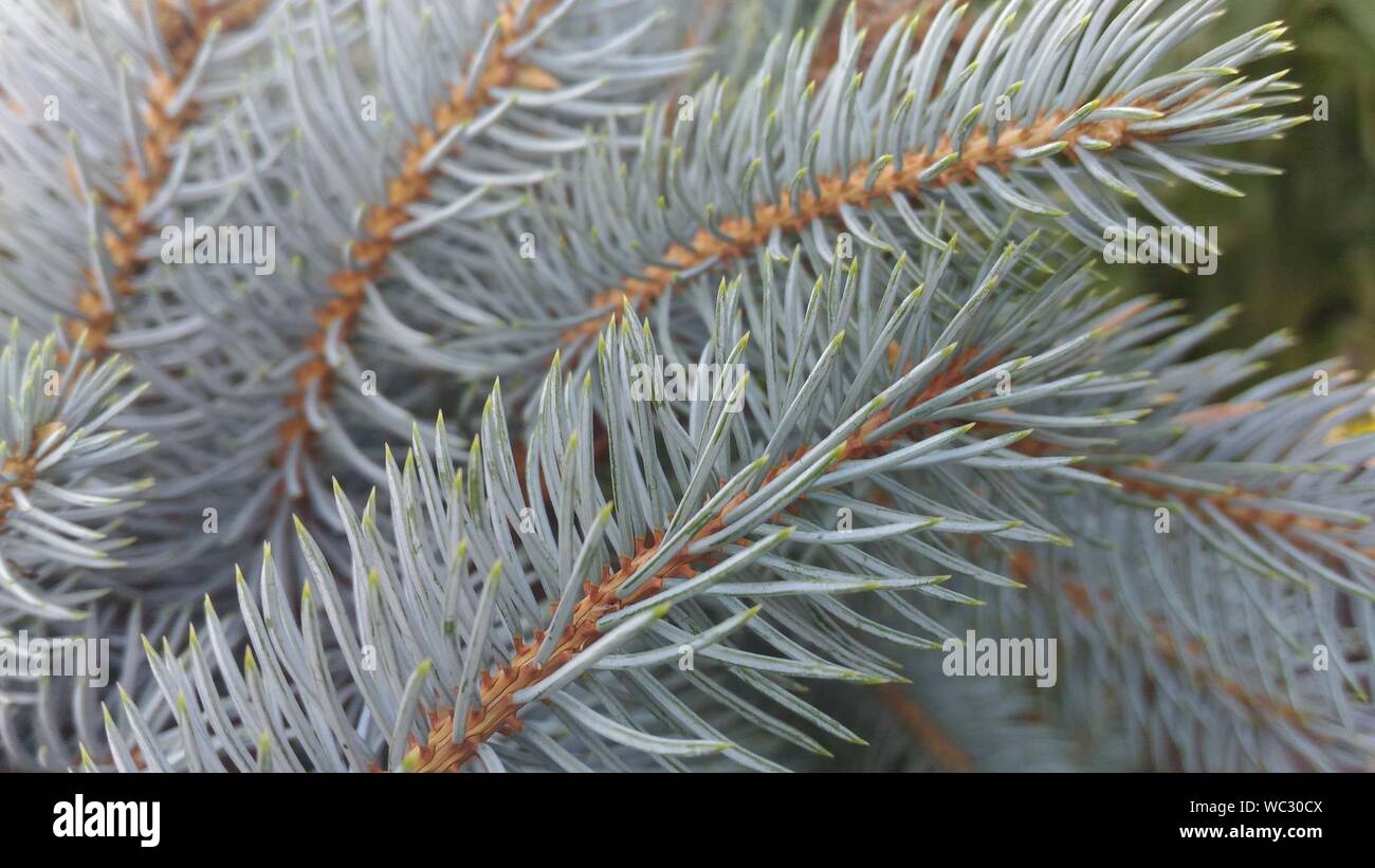 Blue spruce tree hi-res stock photography and images - Alamy