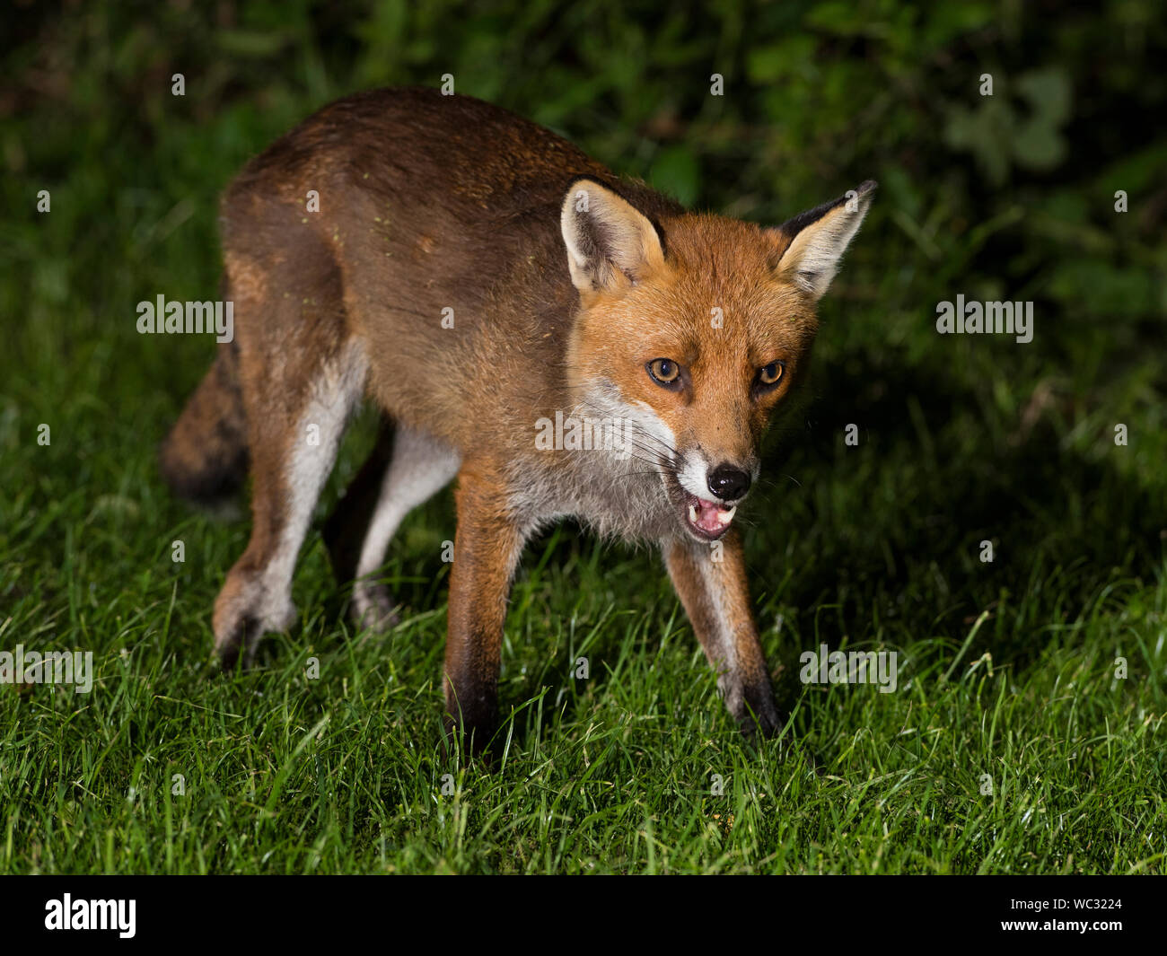 Close up of an urban European Red Fox (Vulpes vulpes) at night on grass ...