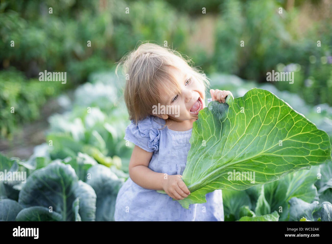Baby sitting in cabbage plant. Cute little girl on cabbage field ...