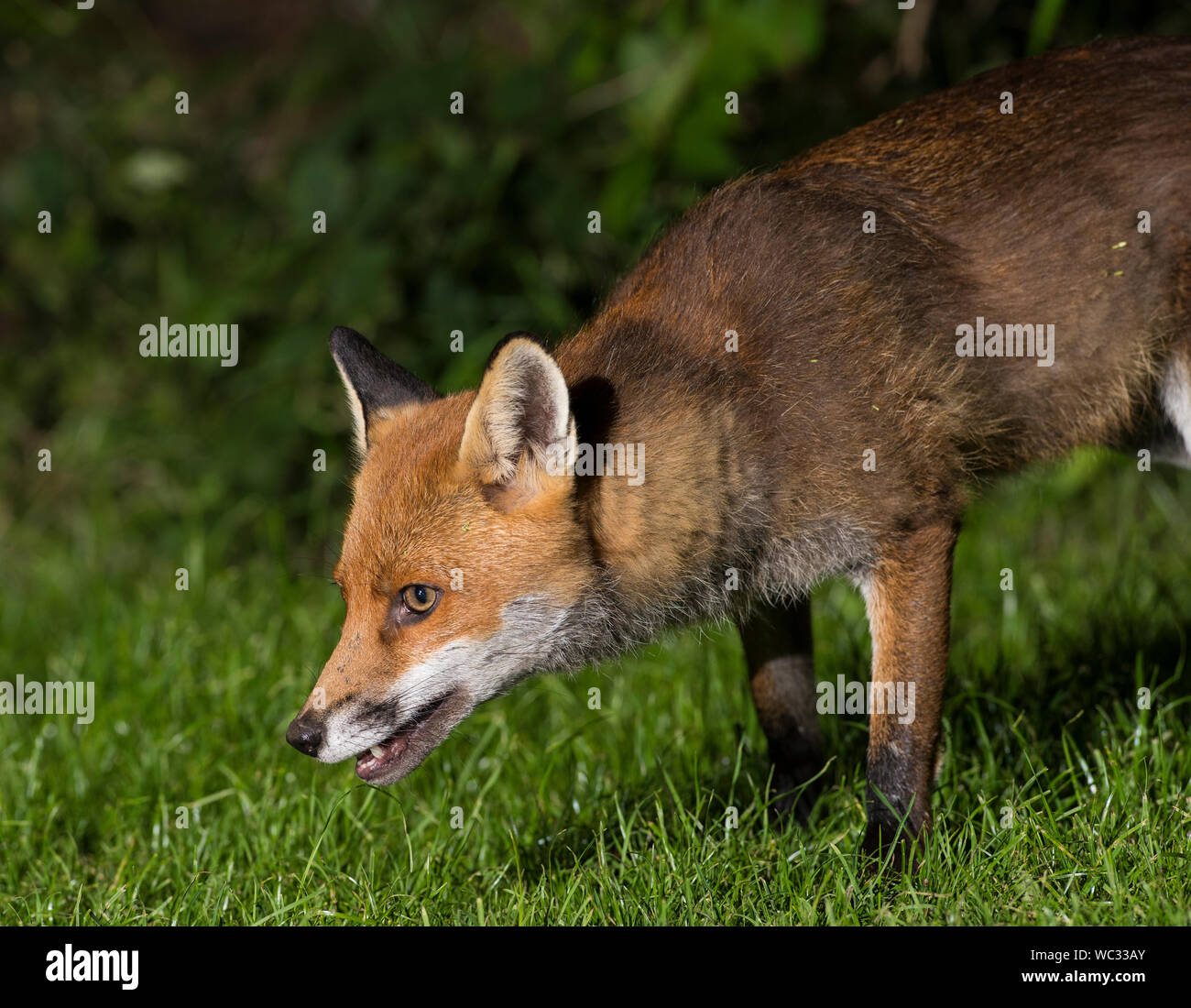 Close up of an urban European Red Fox (Vulpes vulpes) at night on grass ...