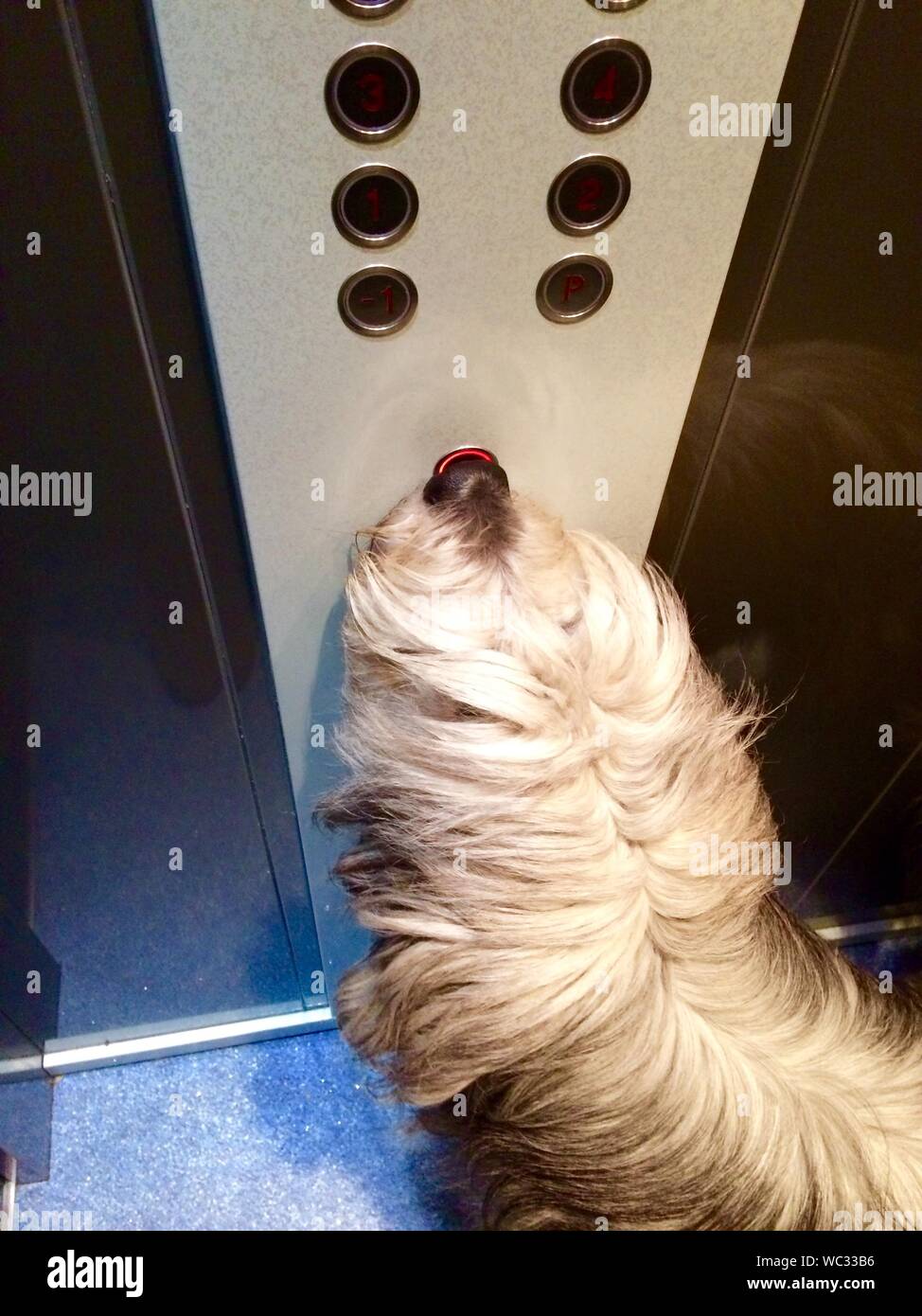 Animal elevator hi-res stock photography and images - Alamy