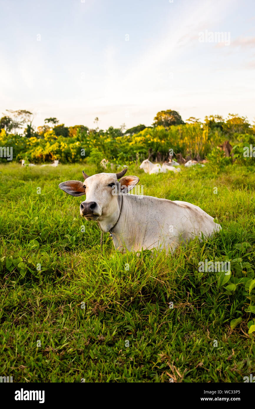 Herd of cows resting in Rurrenabaque - Bolivia Stock Photo - Alamy