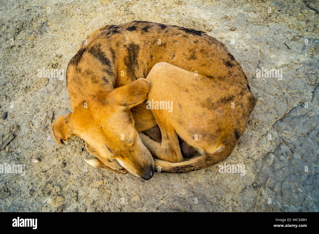 Dog Sleeping Rolled up in the Ground Stock Photo - Alamy