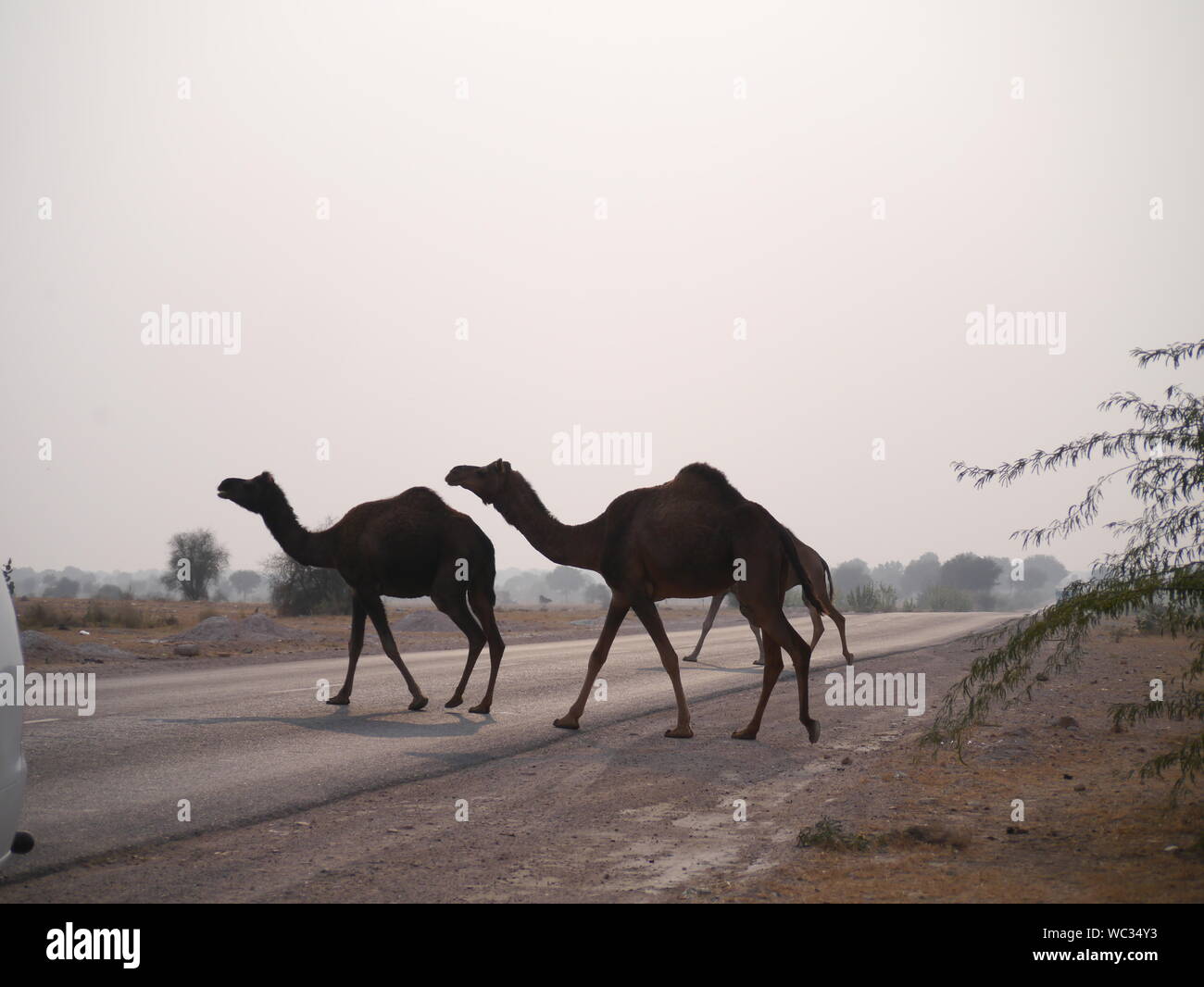 Beauty camels hi-res stock photography and images - Alamy