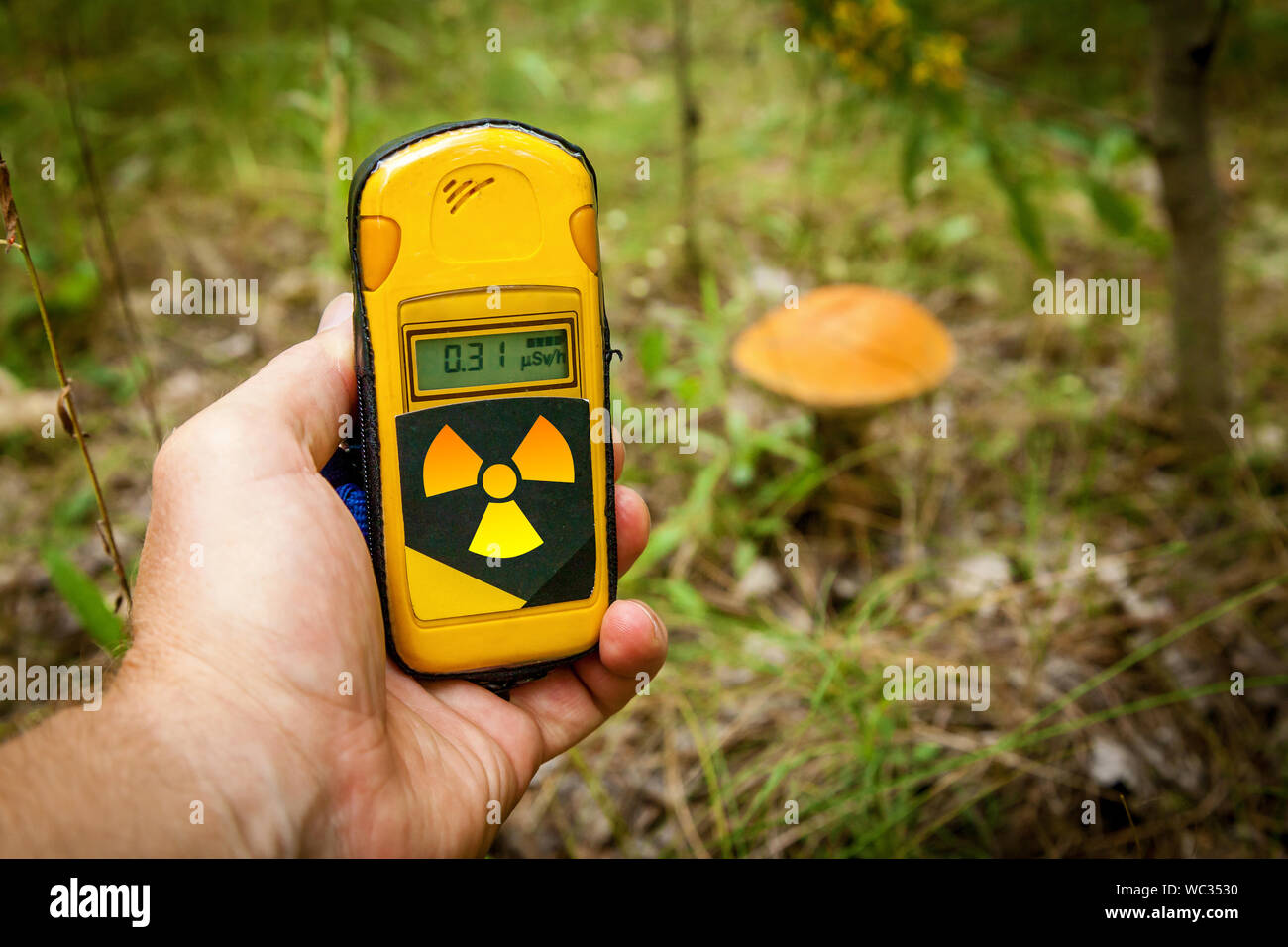 A dosimeter in hands with a level of radioactivity near mushrooms ...