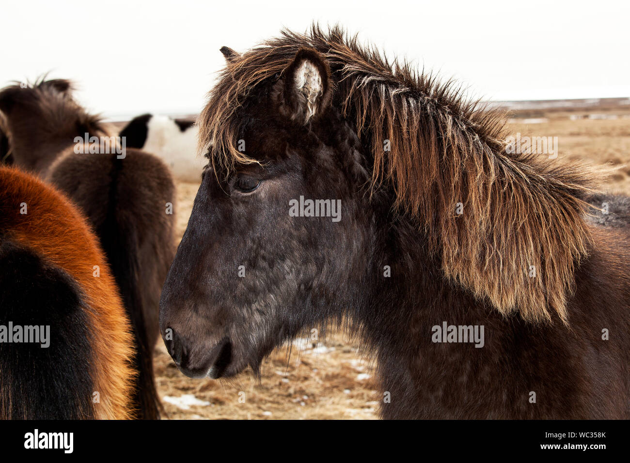 Ponies standing field day hi-res stock photography and images - Alamy