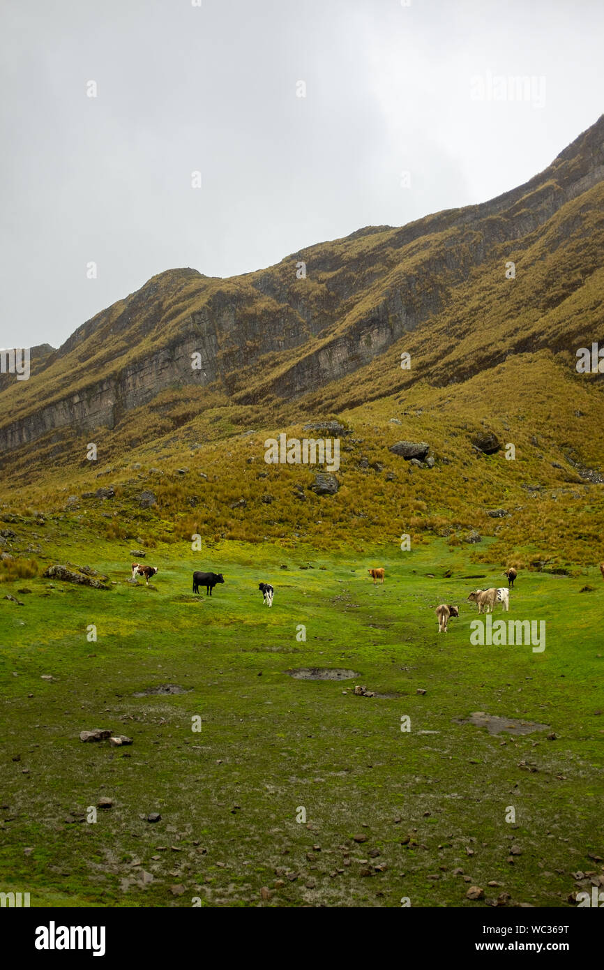 Bolivia, Cordillera. Cows on Grass with Mountain in Background Stock ...