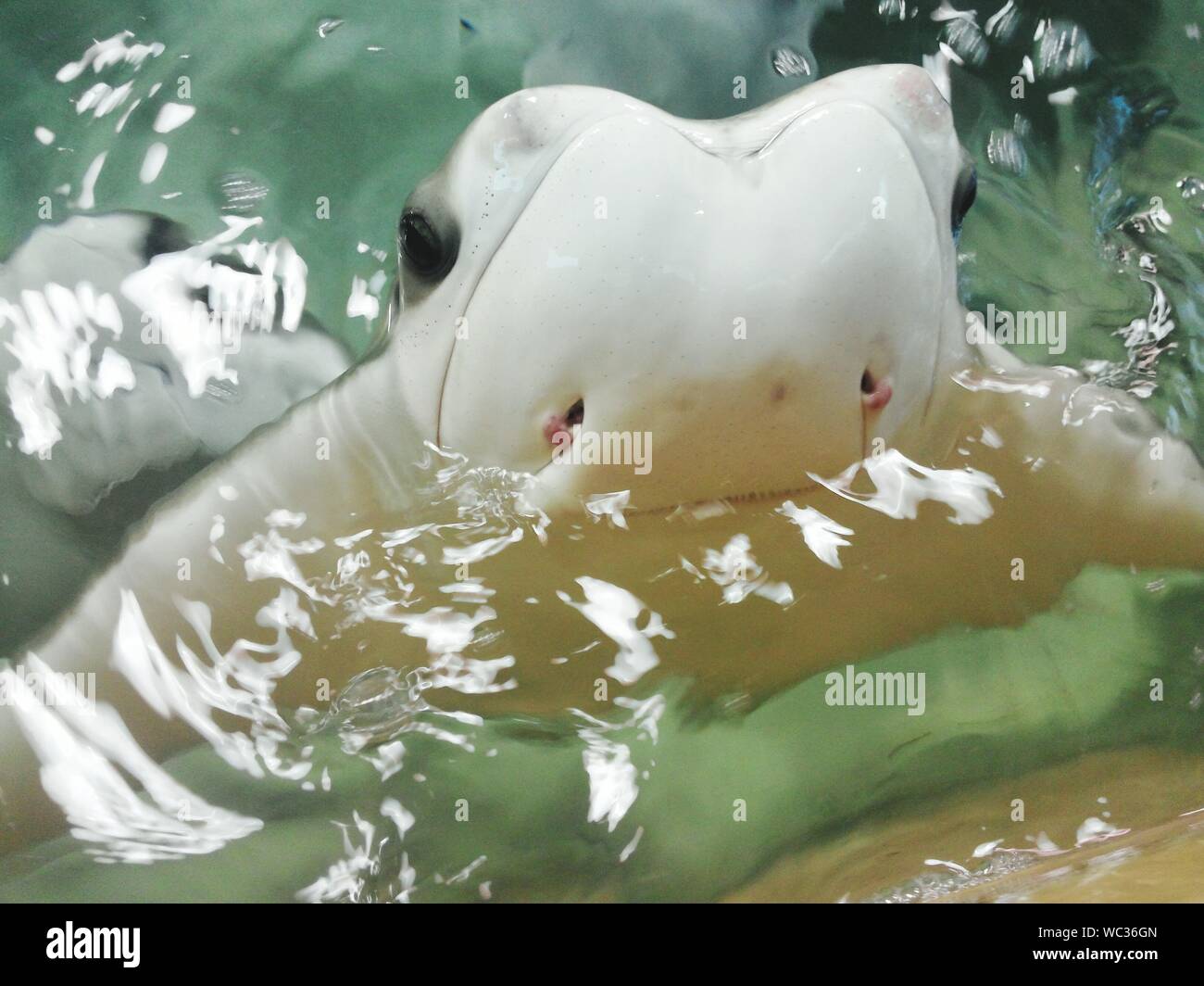 Stingray in water stingray hi-res stock photography and images - Alamy