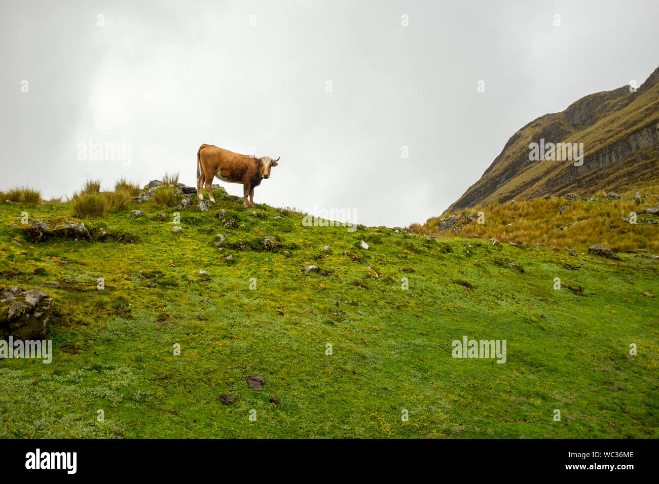 Bolivia, Cordillera. Cow on Grass in Mountain Stock Photo - Alamy