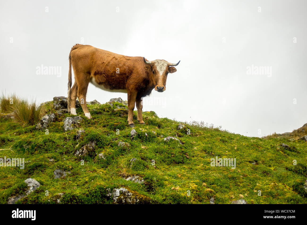 Mountain agriculture bolivia hi-res stock photography and images - Alamy