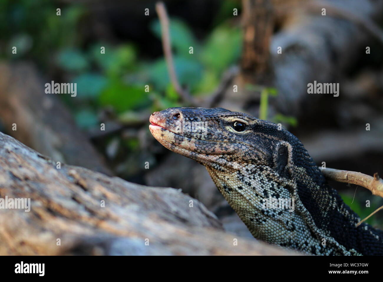 Lizard On Stick High Resolution Stock Photography and Images - Alamy