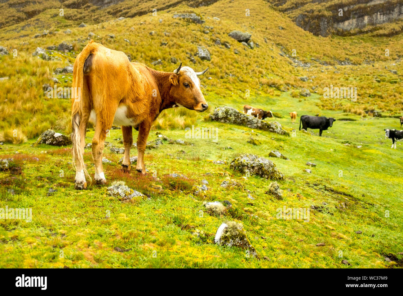 Bolivia. Cordillera. Cows on Grass with Mountain in Background Stock ...