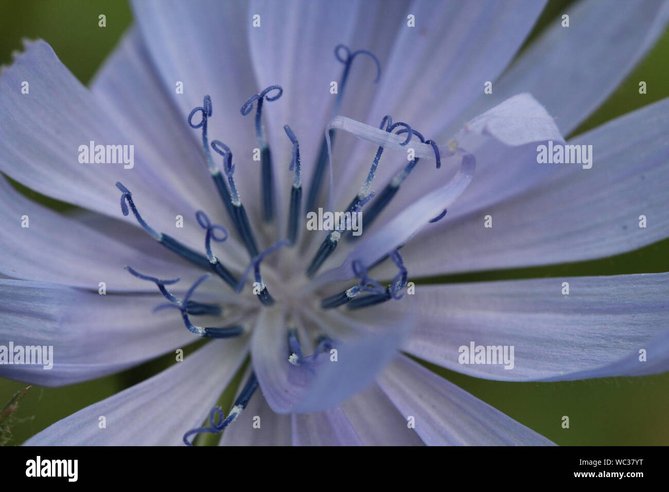 Chicory head hi-res stock photography and images - Alamy