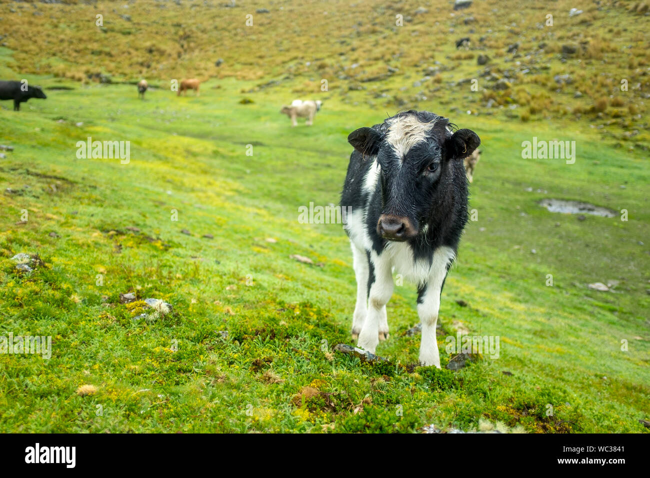 Mountain agriculture bolivia hi-res stock photography and images - Alamy