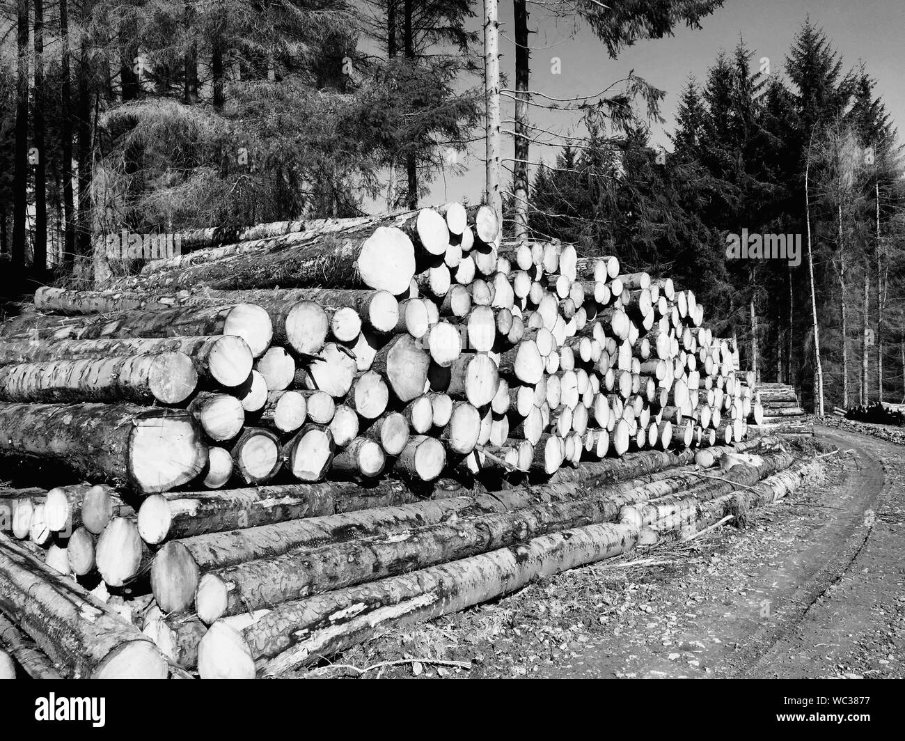 Log pile logs wood Black and White Stock Photos & Images - Alamy