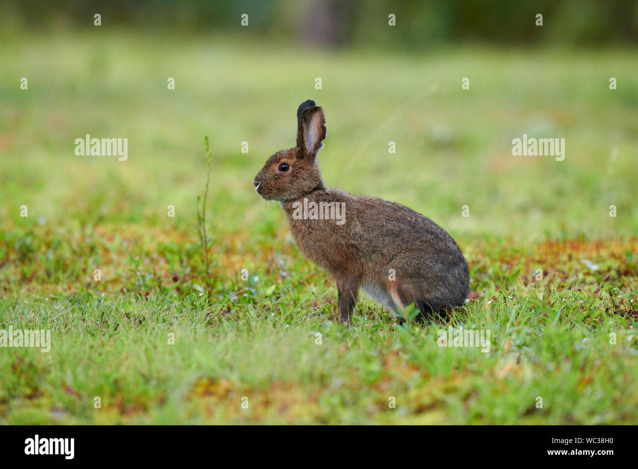 Snowshoe Hare (Lepus americanus) in summer coat, Cherry Hill, Nova ...
