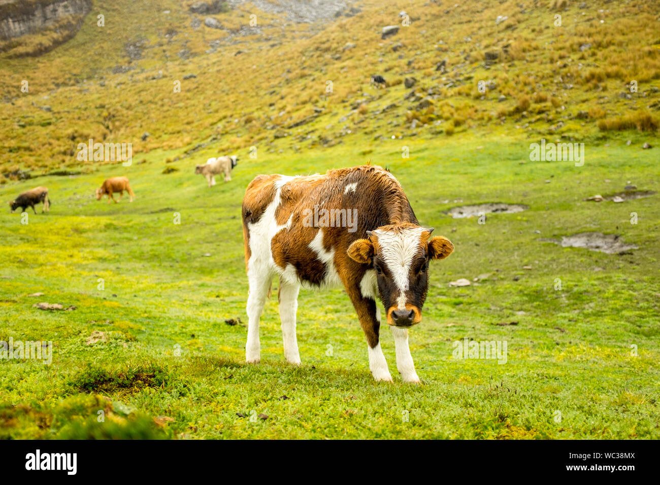 Bolivia, Cordillera. Cows on Grass Stock Photo - Alamy