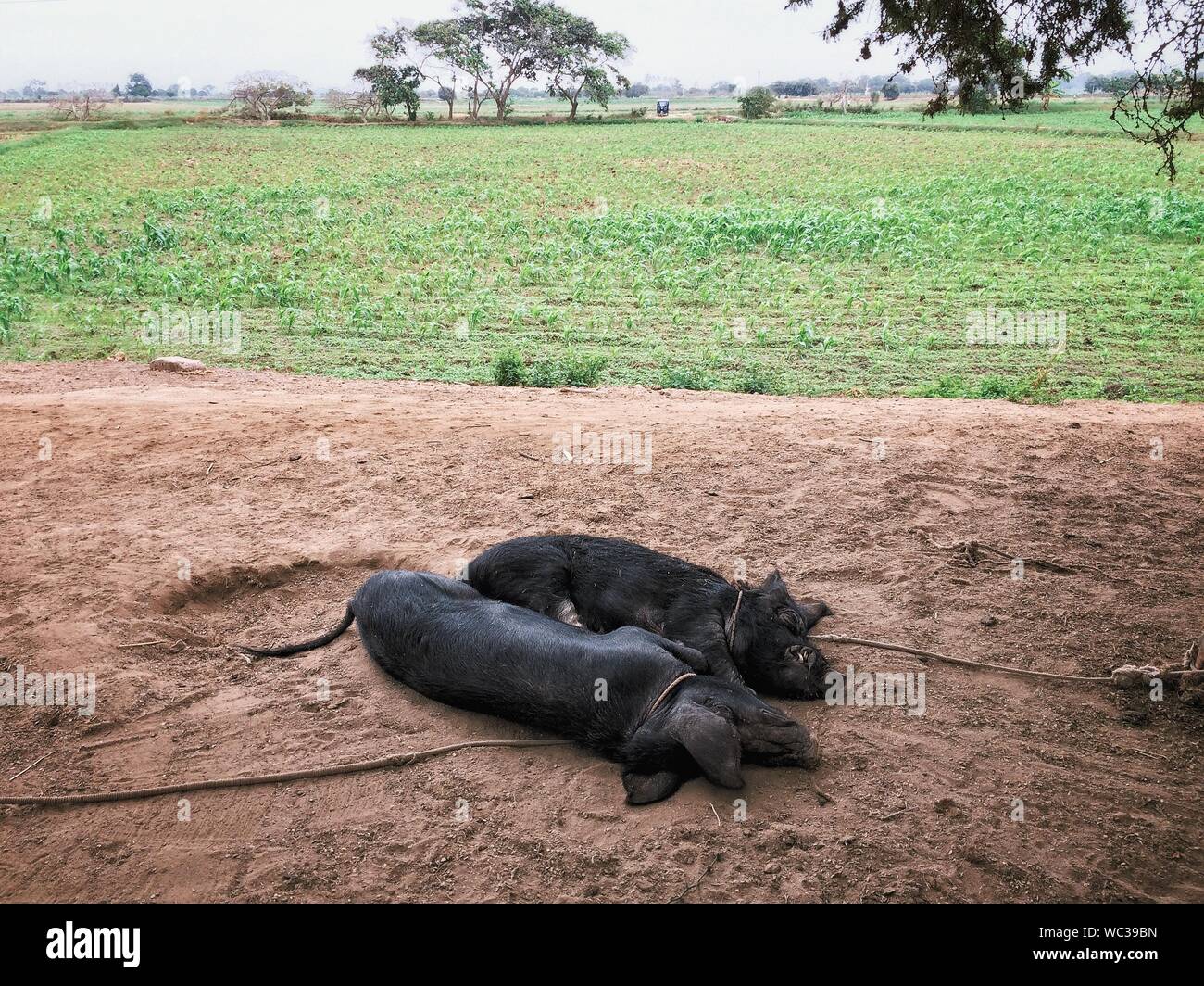 Farm pig lying down hi-res stock photography and images - Alamy