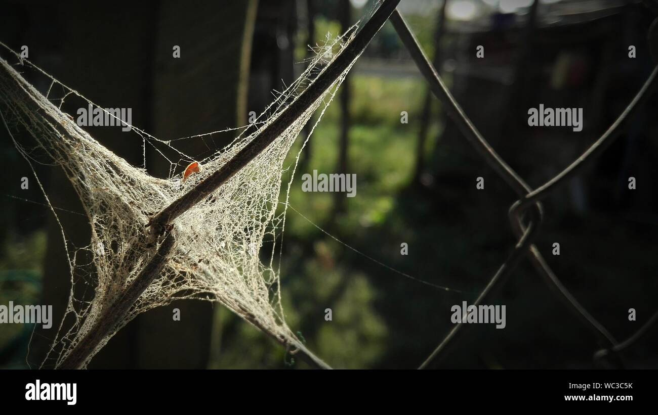 Spider Web On The Fence High Resolution Stock Photography and Images ...