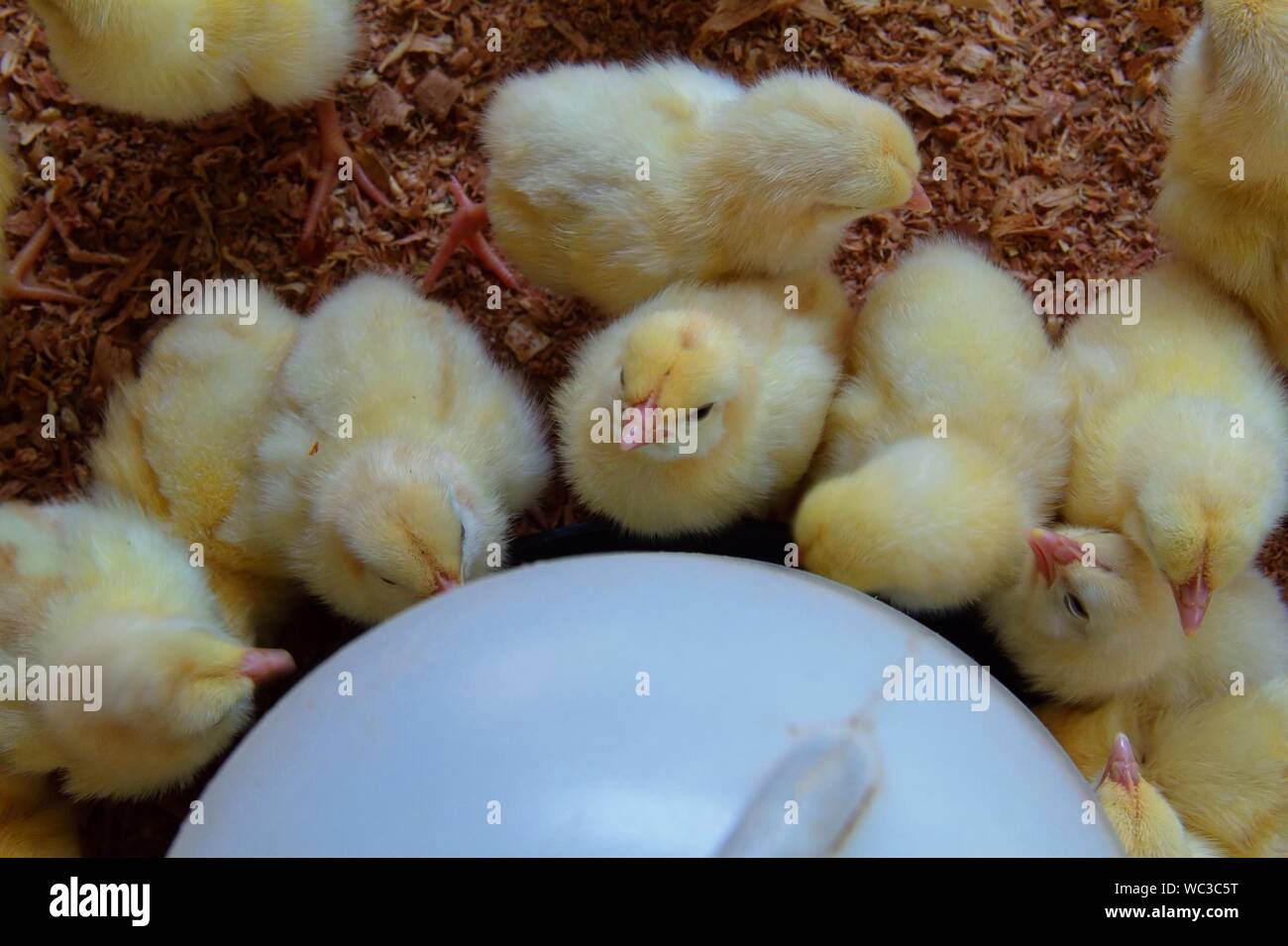 Baby Chickens High Resolution Stock Photography and Images - Alamy
