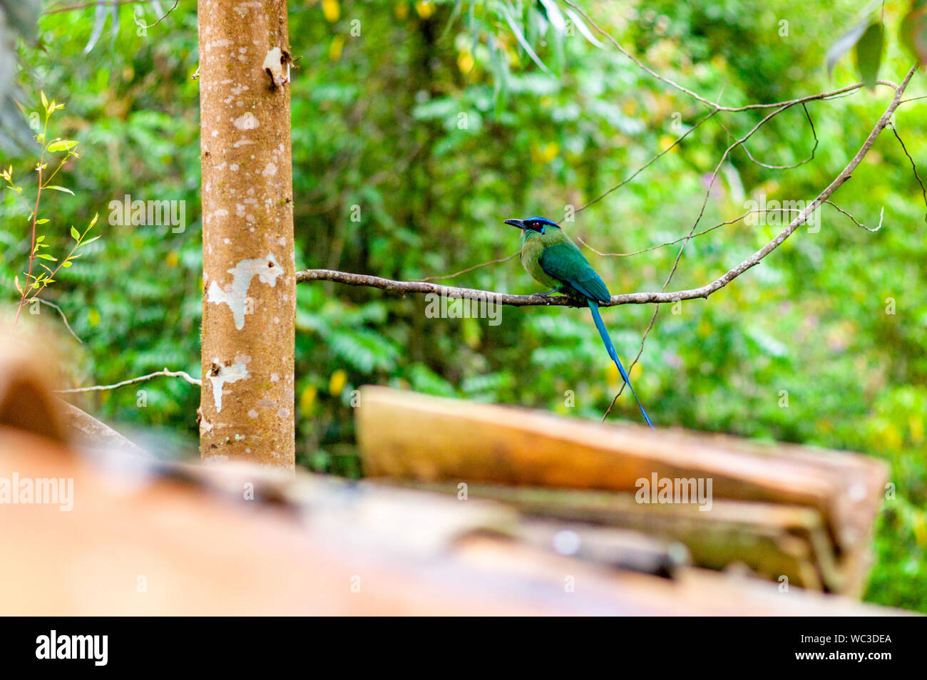 Motmot (Momotus aequatorialis), bird that its natural habitat is the ...
