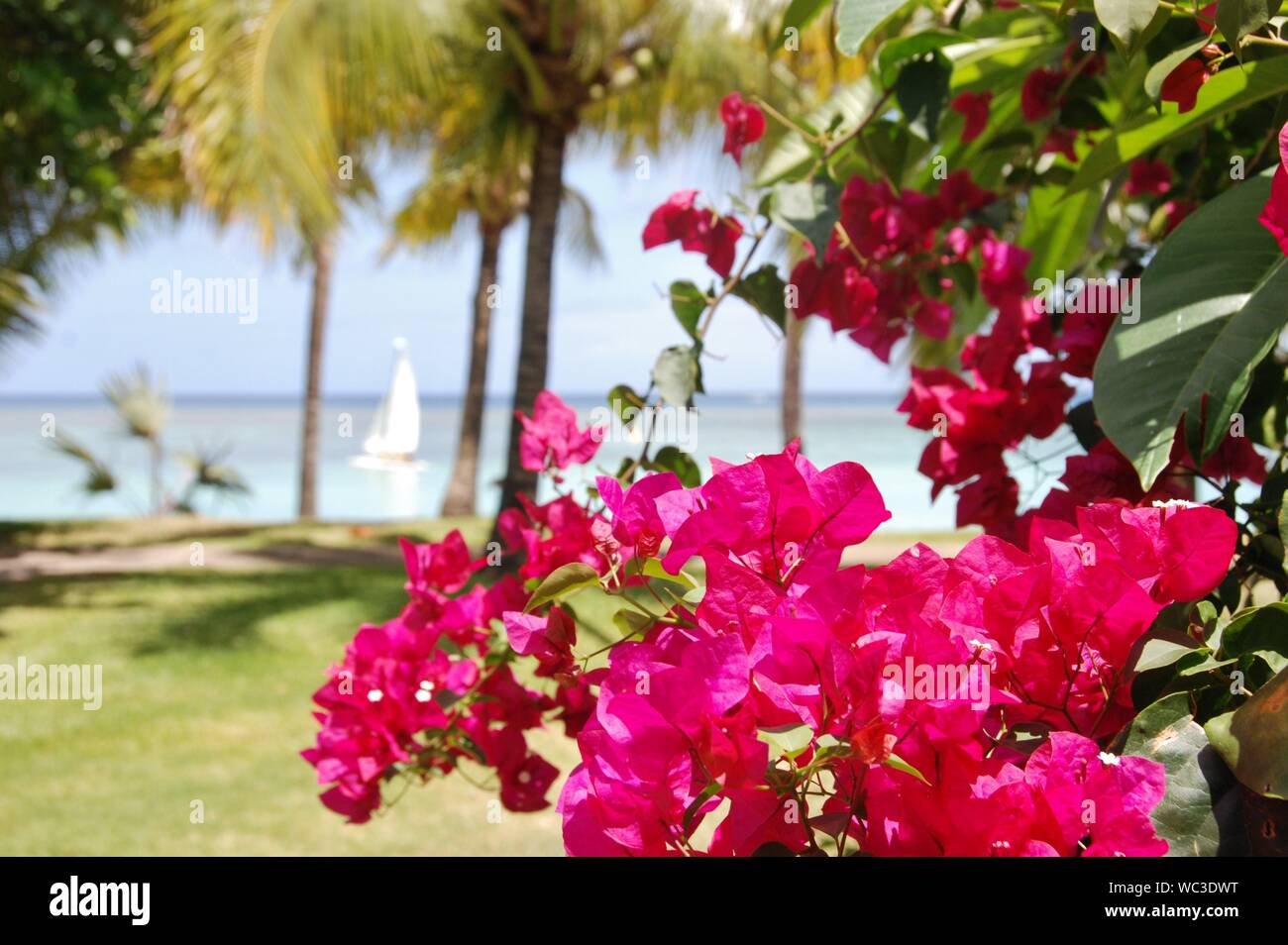 Mauritius mauritius bougainvillea hi-res stock photography and images ...
