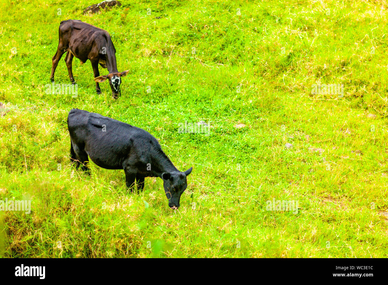 Jardín, Colombia. Cows Eating Grass in the Field Stock Photo - Alamy