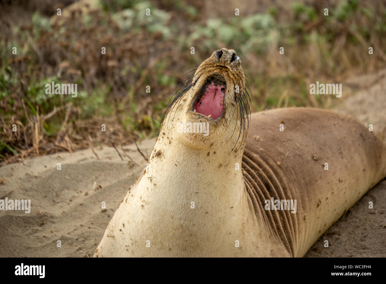 Yawning seal hi-res stock photography and images - Alamy