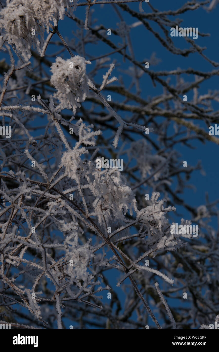 Ice tree hi-res stock photography and images - Alamy