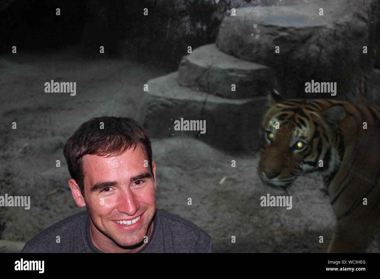 Tiger young hi-res stock photography and images - Alamy