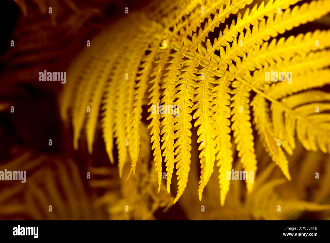 Beautiful background of yellow fern leaves Stock Photo - Alamy