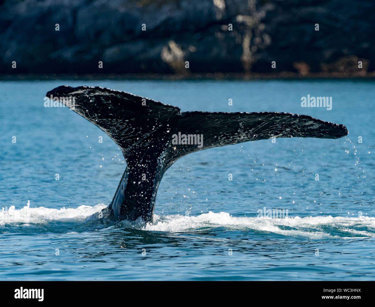 Humpback whale tails hi-res stock photography and images - Alamy